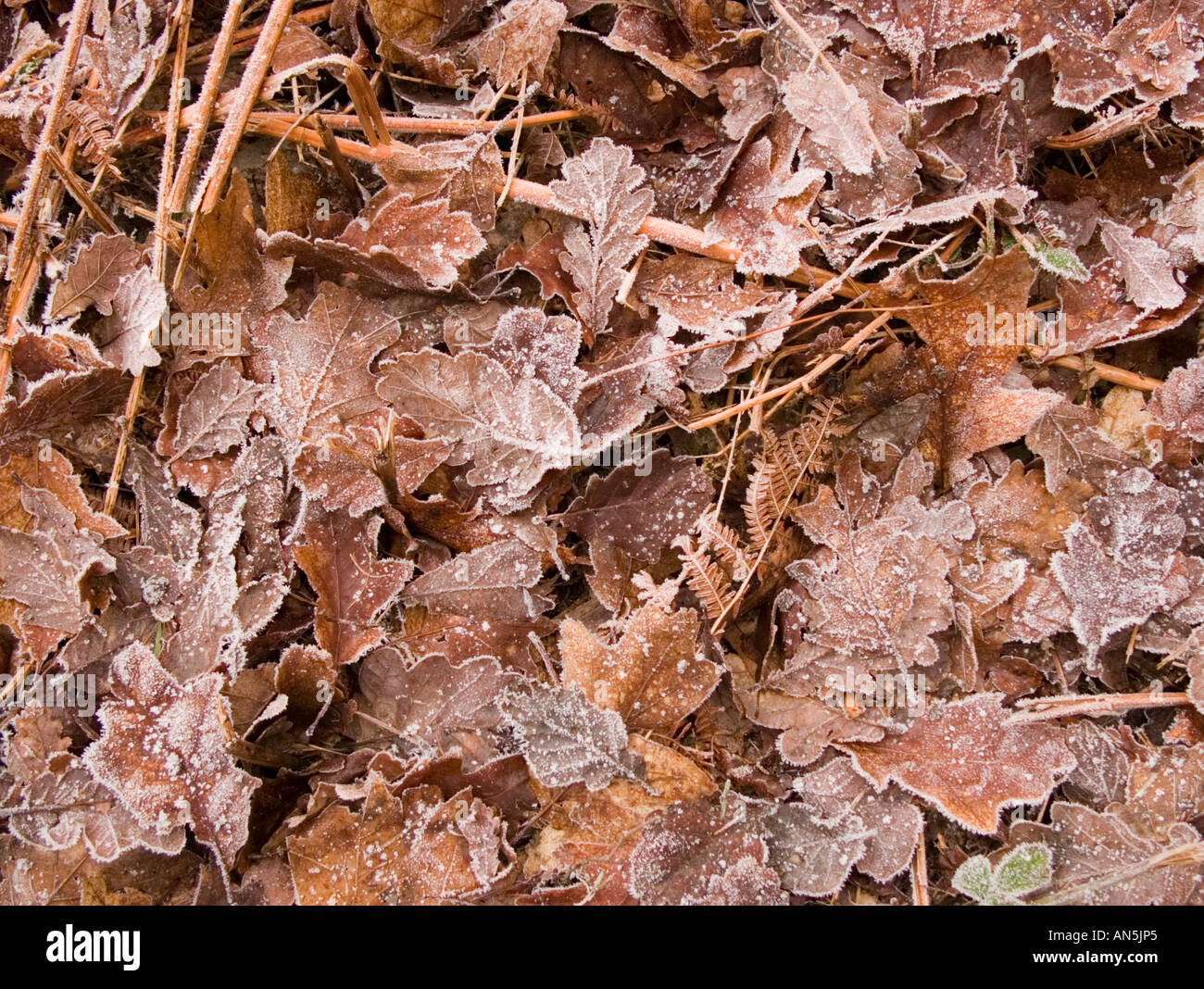 Fallen leaves on the ground hi-res stock photography and images - Alamy
