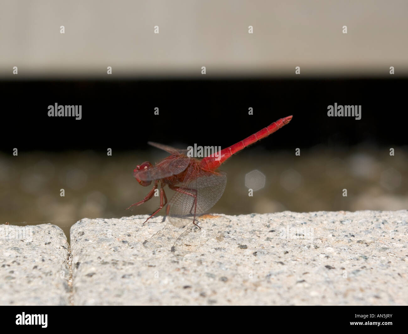 Red Common Darter Dragonfly Stock Photo - Alamy