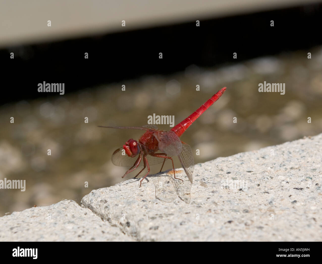 Red common sympetrum hi-res stock photography and images - Alamy