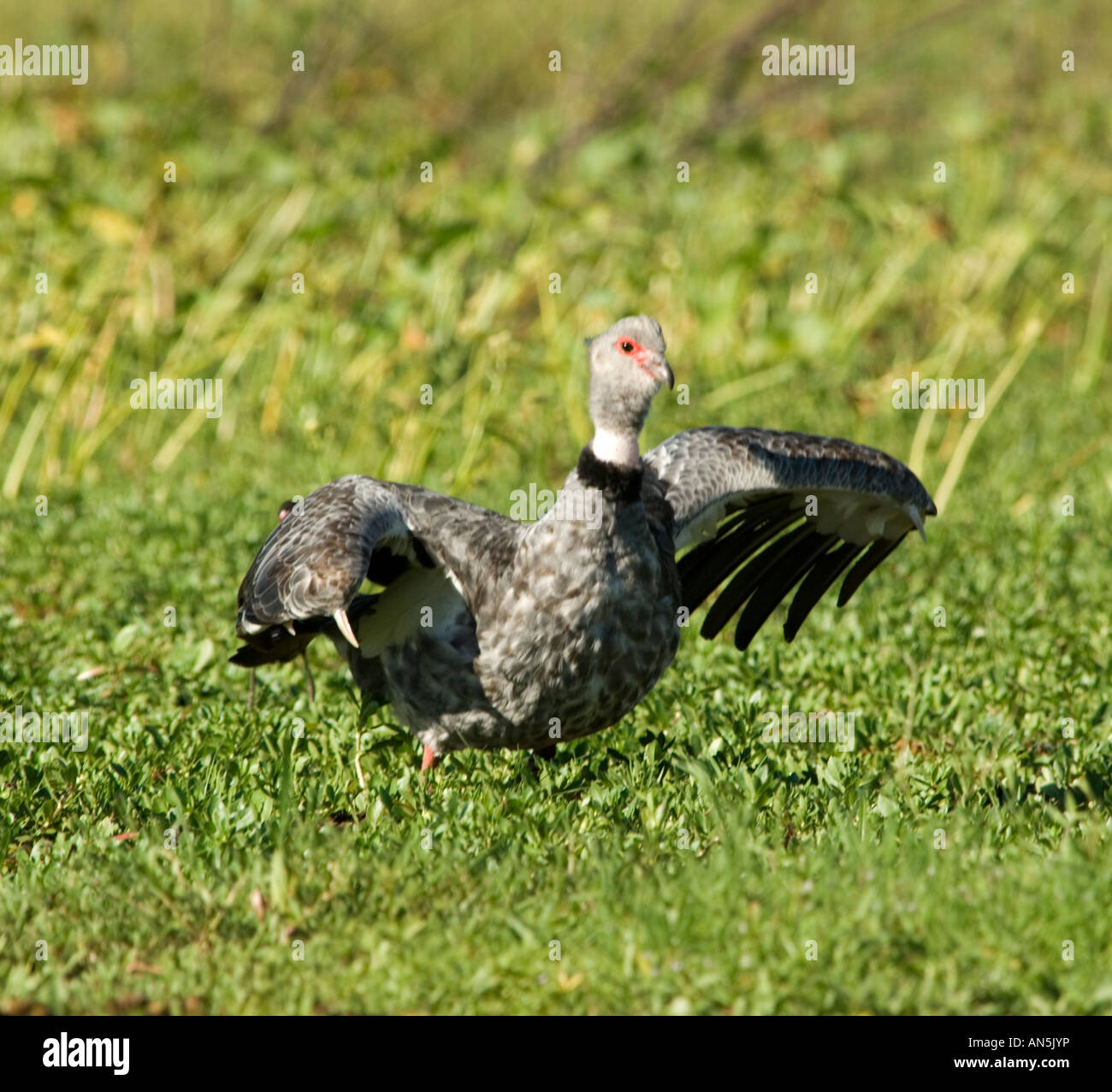 Southern screamer hi-res stock photography and images - Alamy