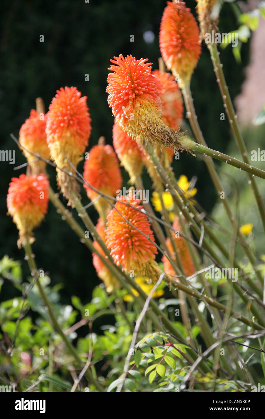 Red Hot Poker or Torch Lily, Kniphofia praecox, Asphodelaceae Stock ...