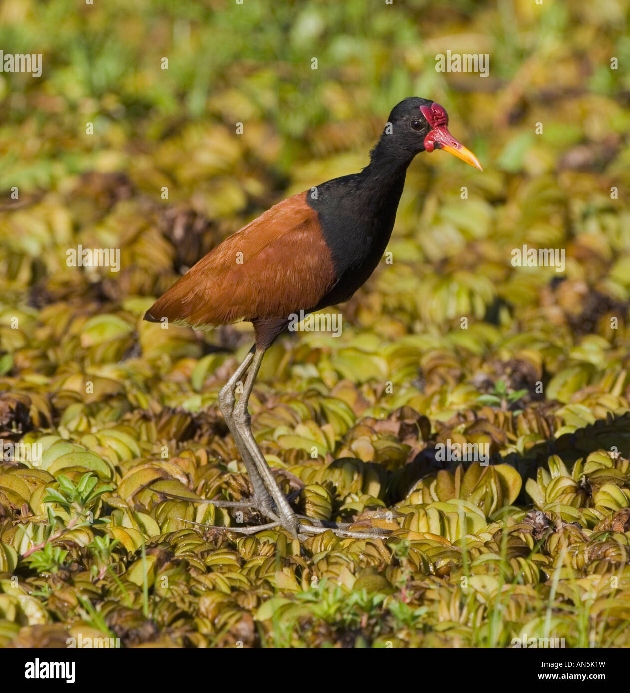 Wattled jacana Jacana jacana Stock Photo - Alamy