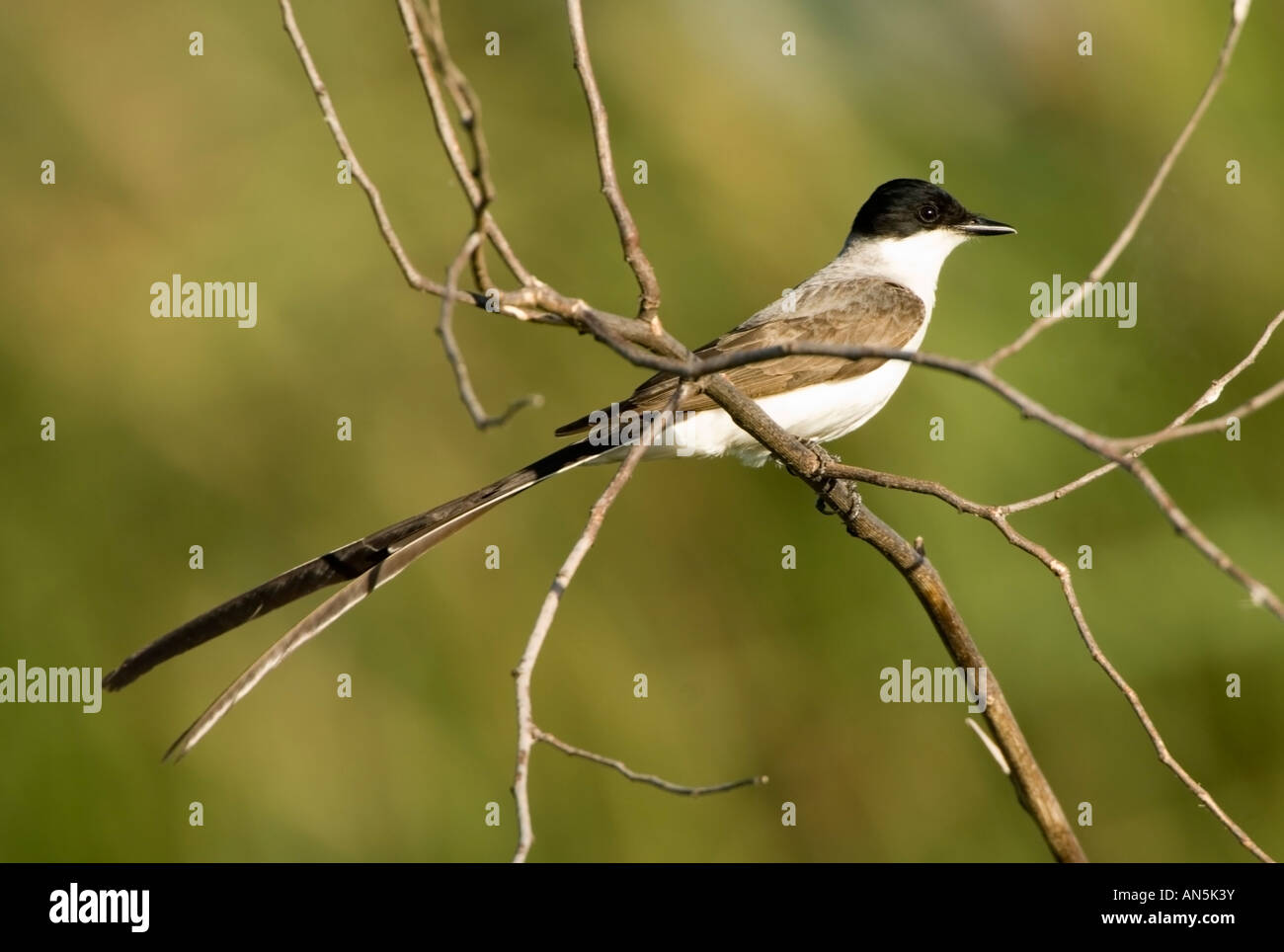 Forked tailed Flycatcher (Tyrannus savana), Esteros del Ibera ...