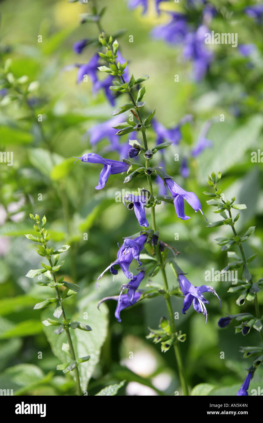 Blue Anise Sage aka Brazilian Sage, Hummingbird Sage, Anise Scented ...