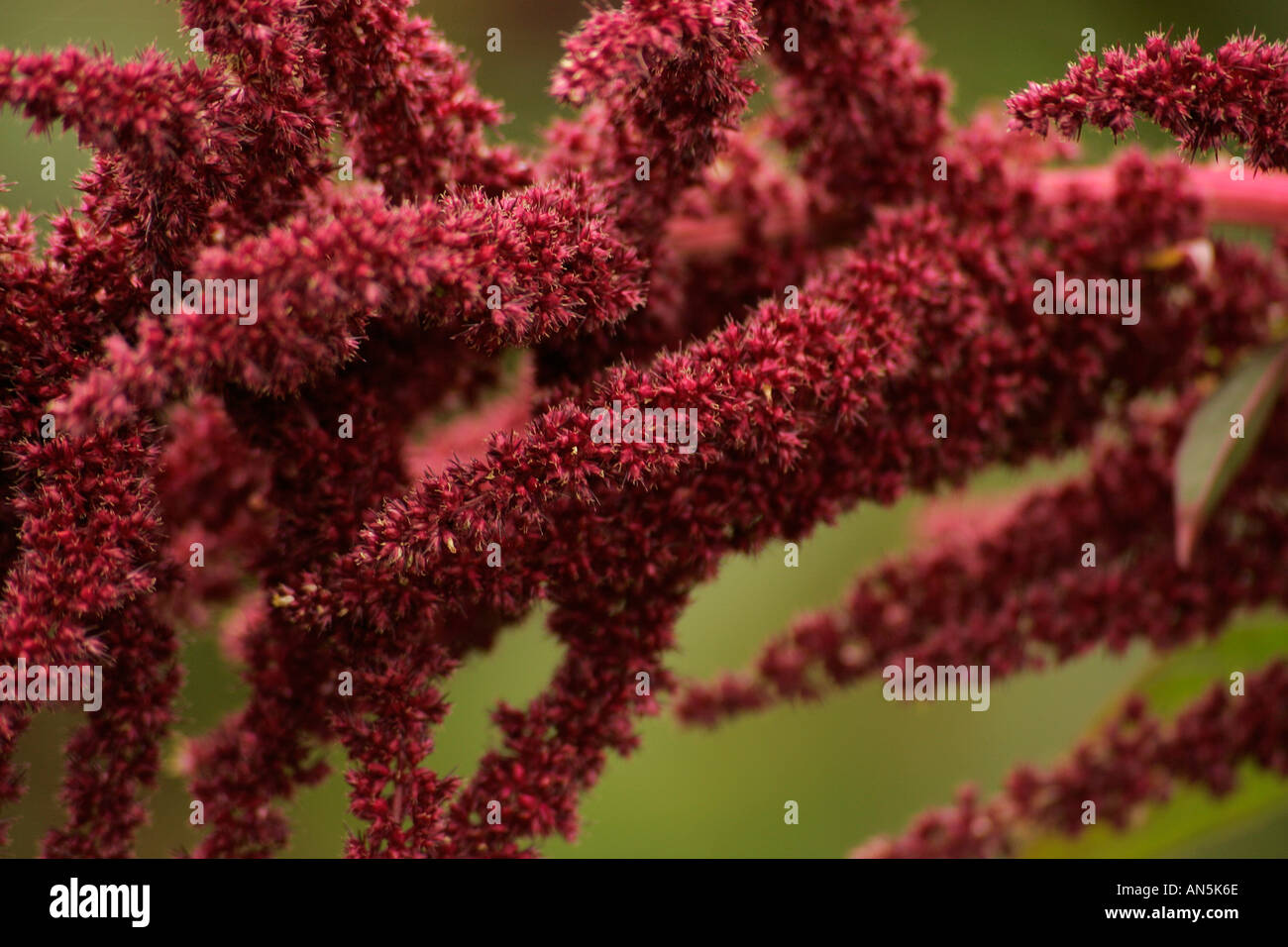 A close up of the red tassel flowers of Love Lies Bleeding (Amaranthus ...
