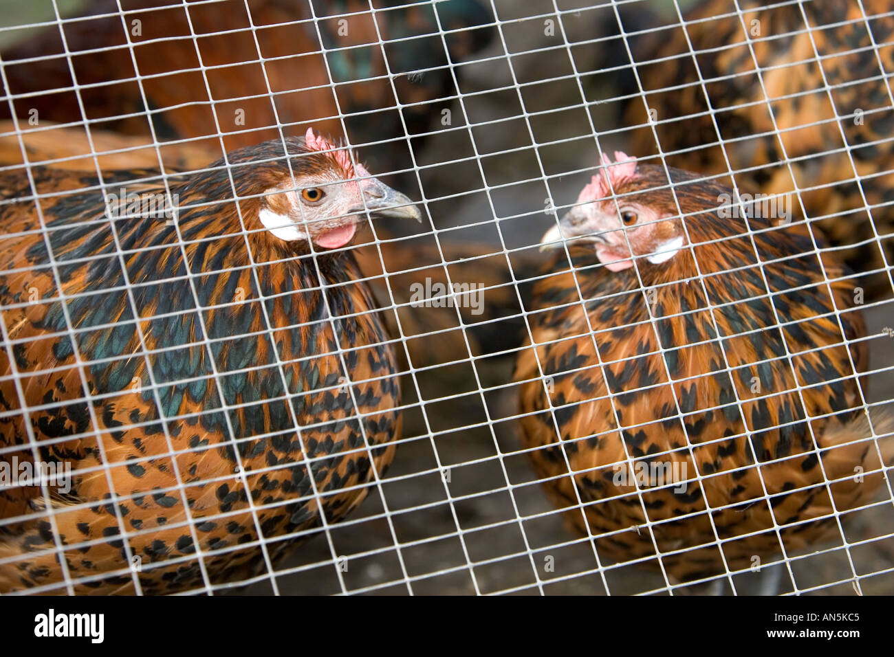 Traditionally reared chickens hi-res stock photography and images - Alamy