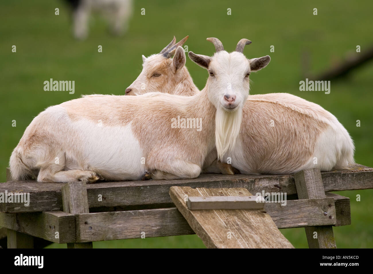 Free range goats Cotswolds United Kingdom Stock Photo - Alamy