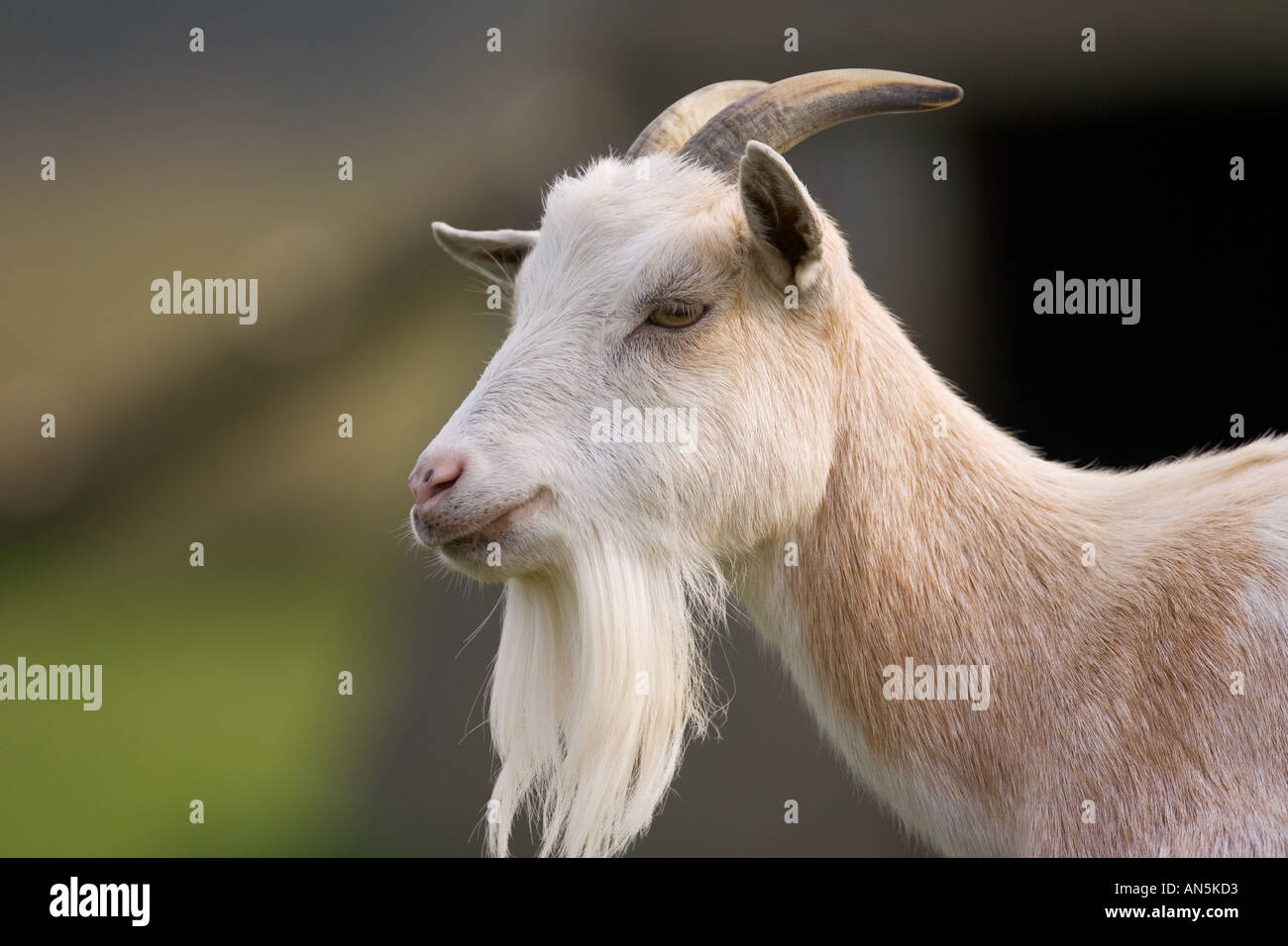 Free range goat Cotswolds United Kingdom Stock Photo - Alamy