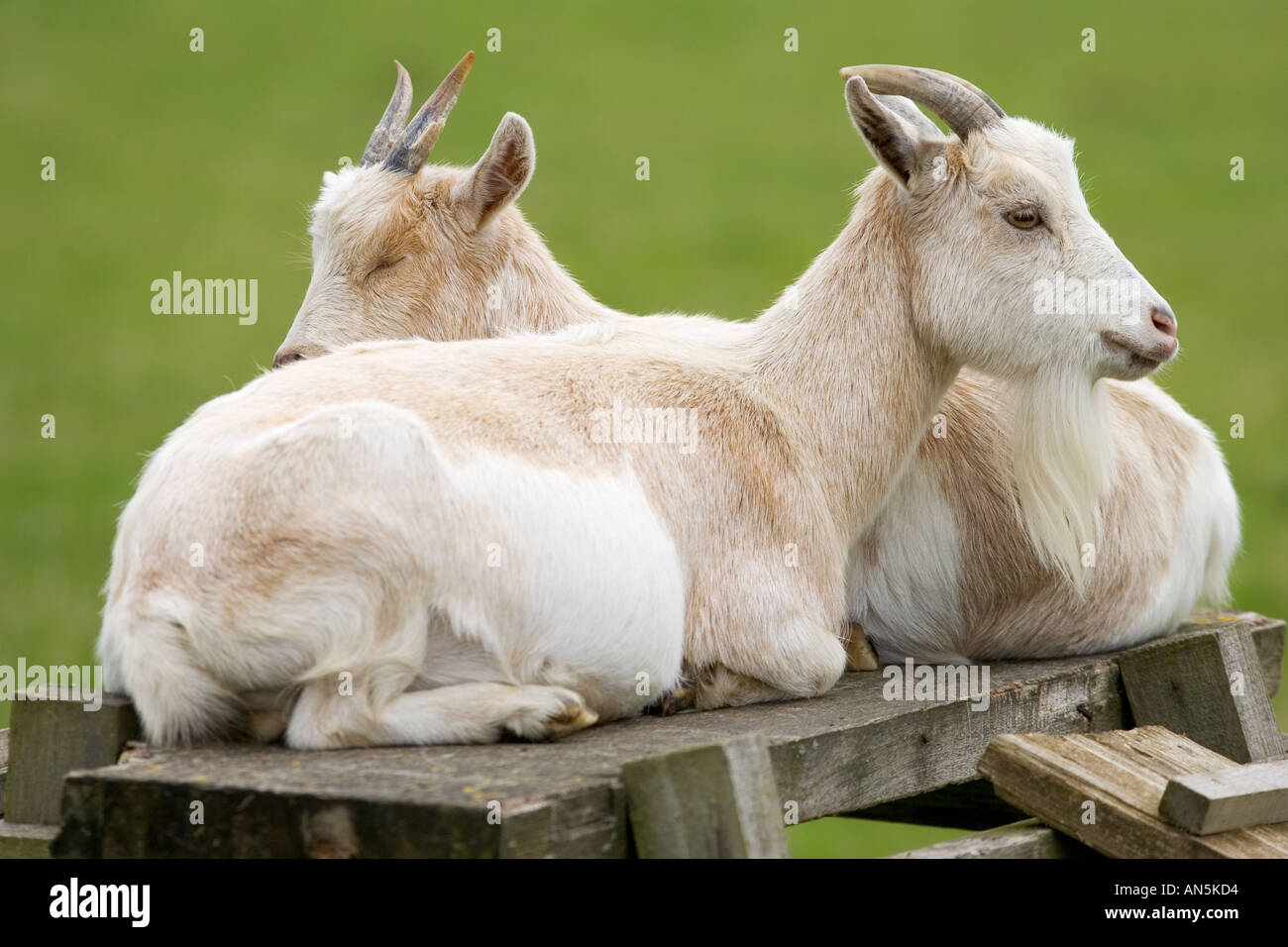 Reclining goat hi-res stock photography and images - Alamy
