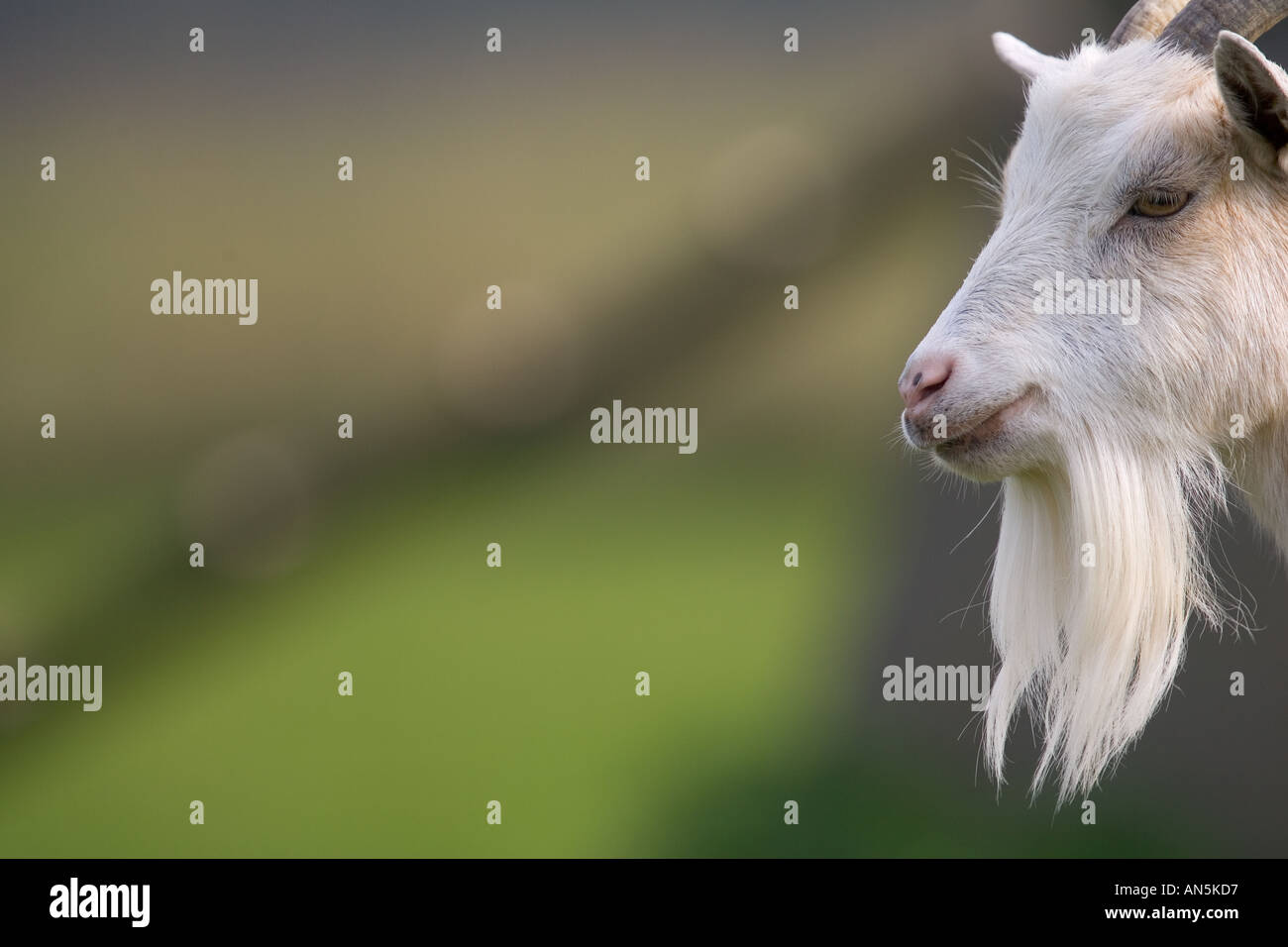Free range goat Cotswolds United Kingdom Stock Photo - Alamy