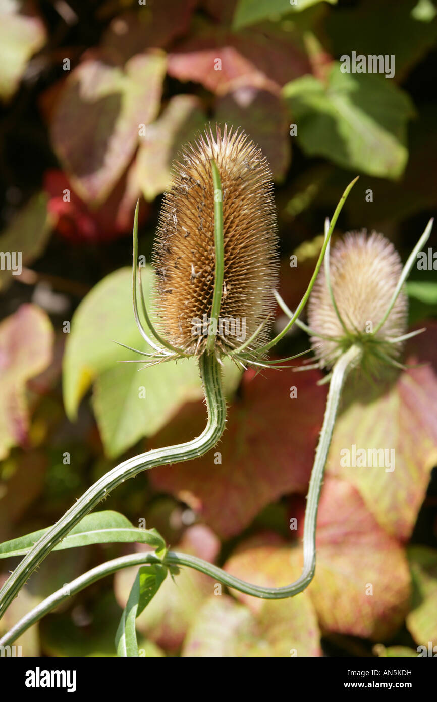 Green wild teasel hi-res stock photography and images - Alamy