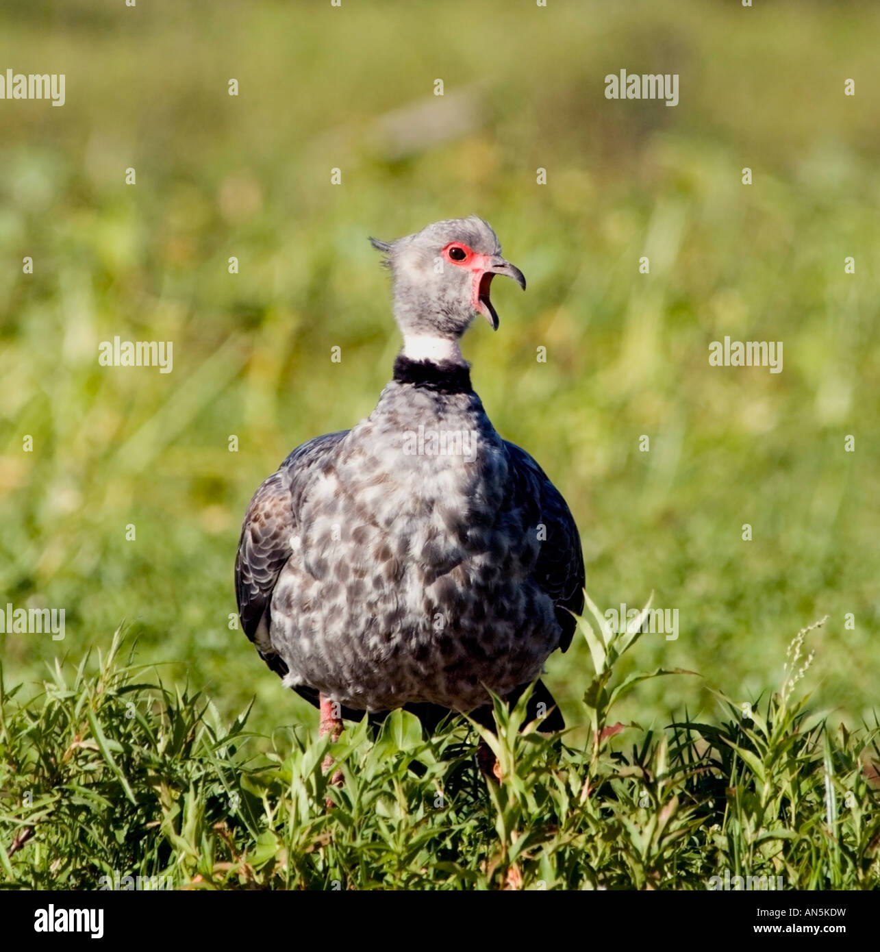 Southern Screamer High Resolution Stock Photography and Images - Alamy