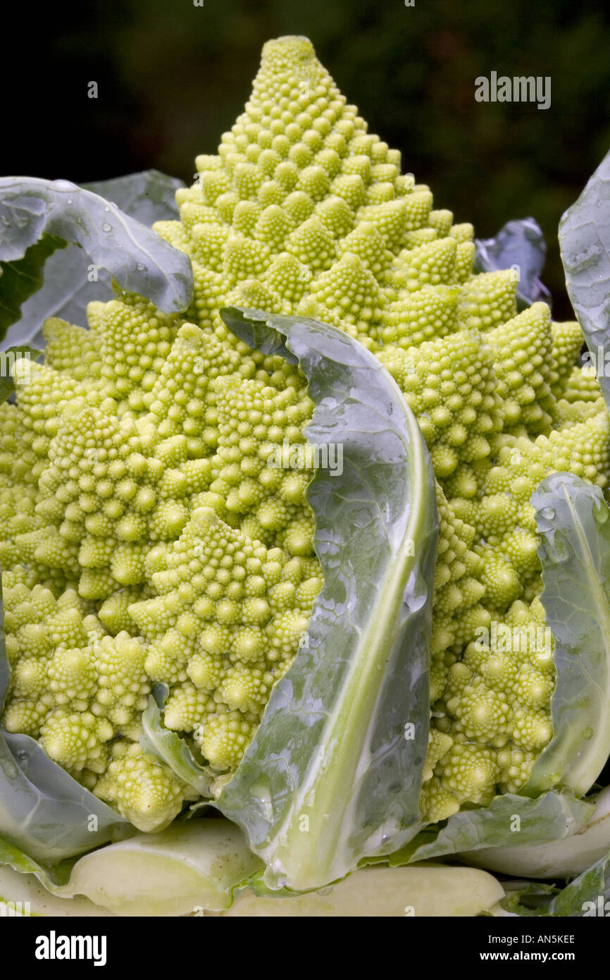 Romanesca cauliflower hi-res stock photography and images - Alamy