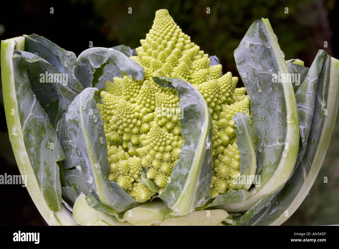 Romanesca cauliflower England Stock Photo - Alamy
