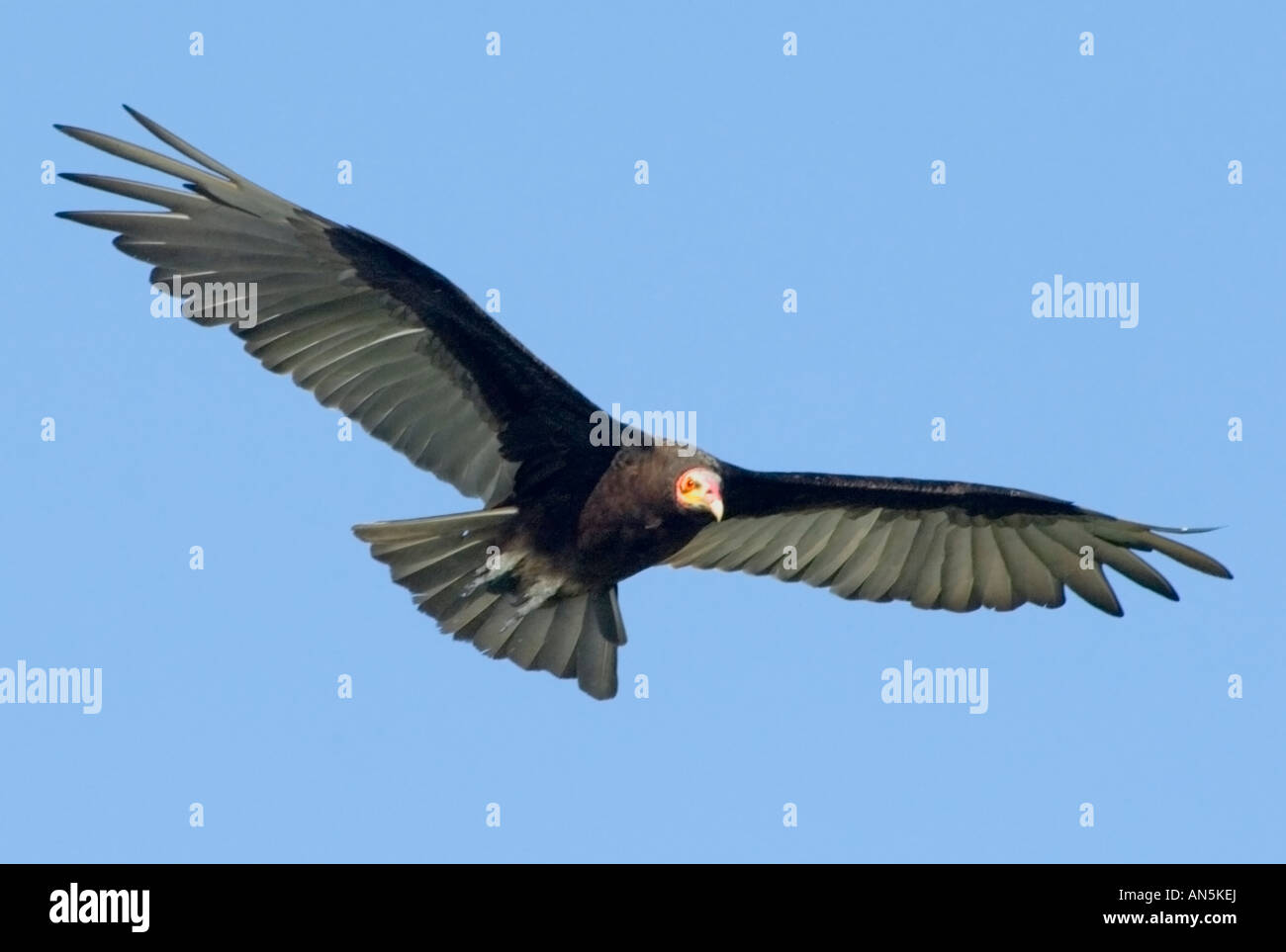 Lesser Yellow headed Vulture Cathartes burrovianus Stock Photo - Alamy
