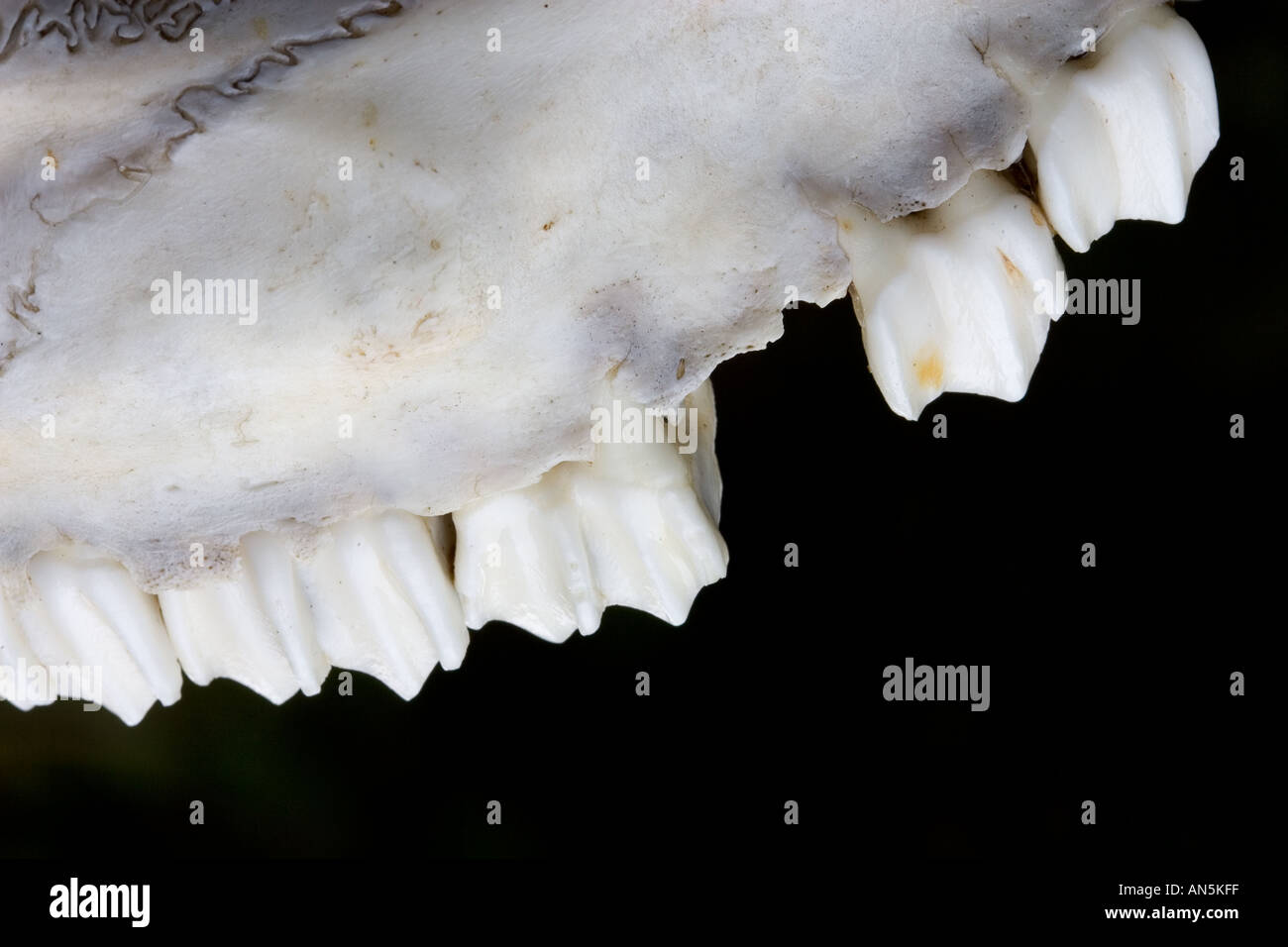 Sheep tooth hi-res stock photography and images - Alamy