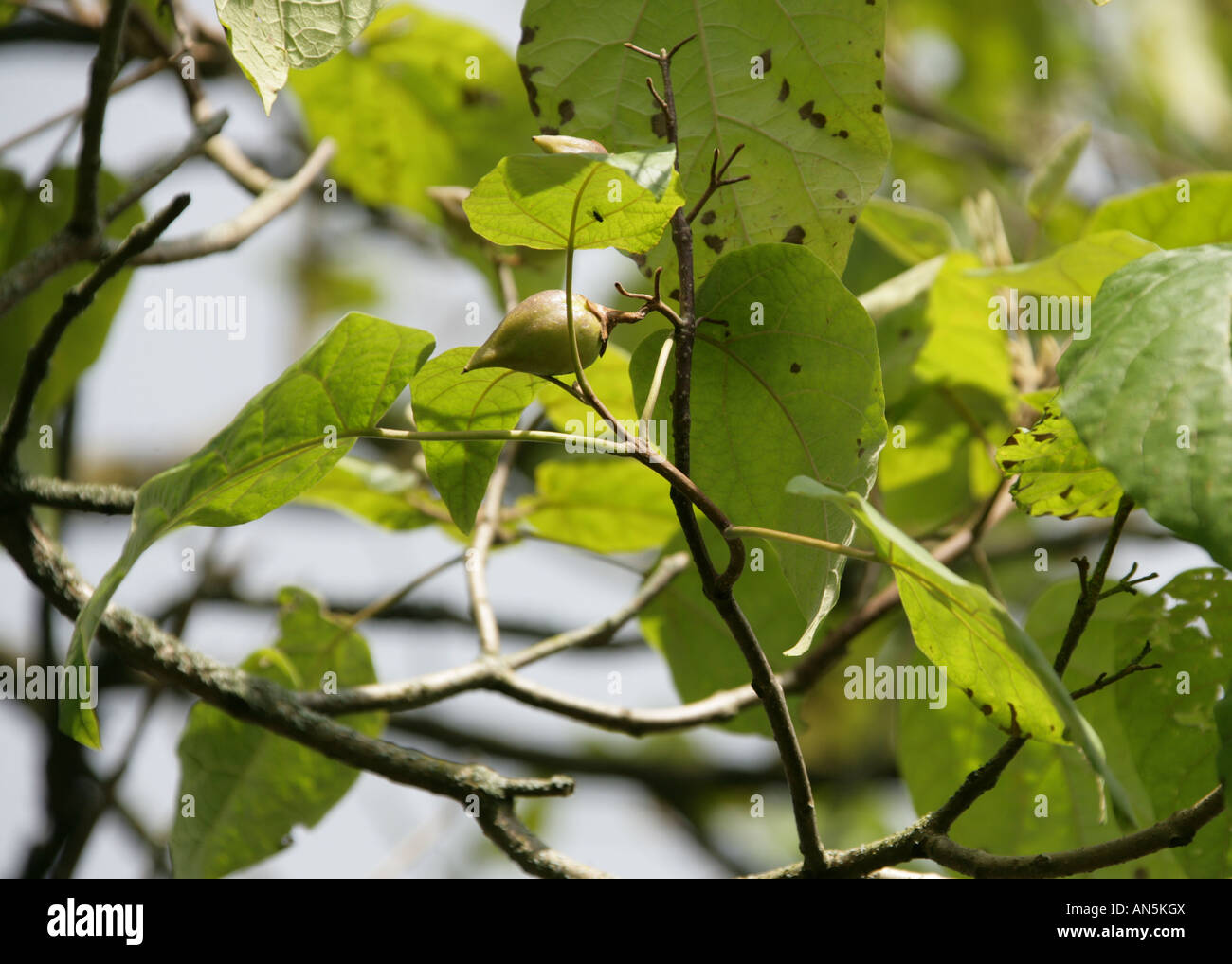 Walnut Tree and Seed Juglans sp Juglandaceae Stock Photo - Alamy