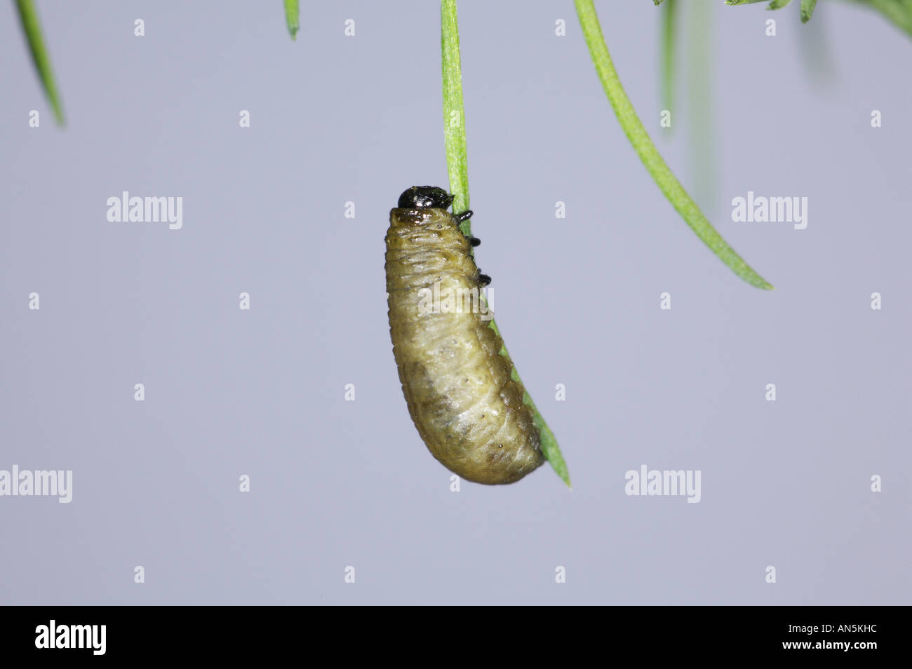 Asparagus beetle crioceris asparagi hi-res stock photography and images ...