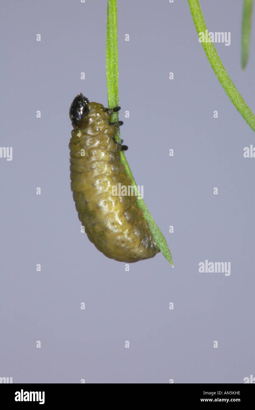 Asparagus beetle larvae on asparagus Stock Photo - Alamy