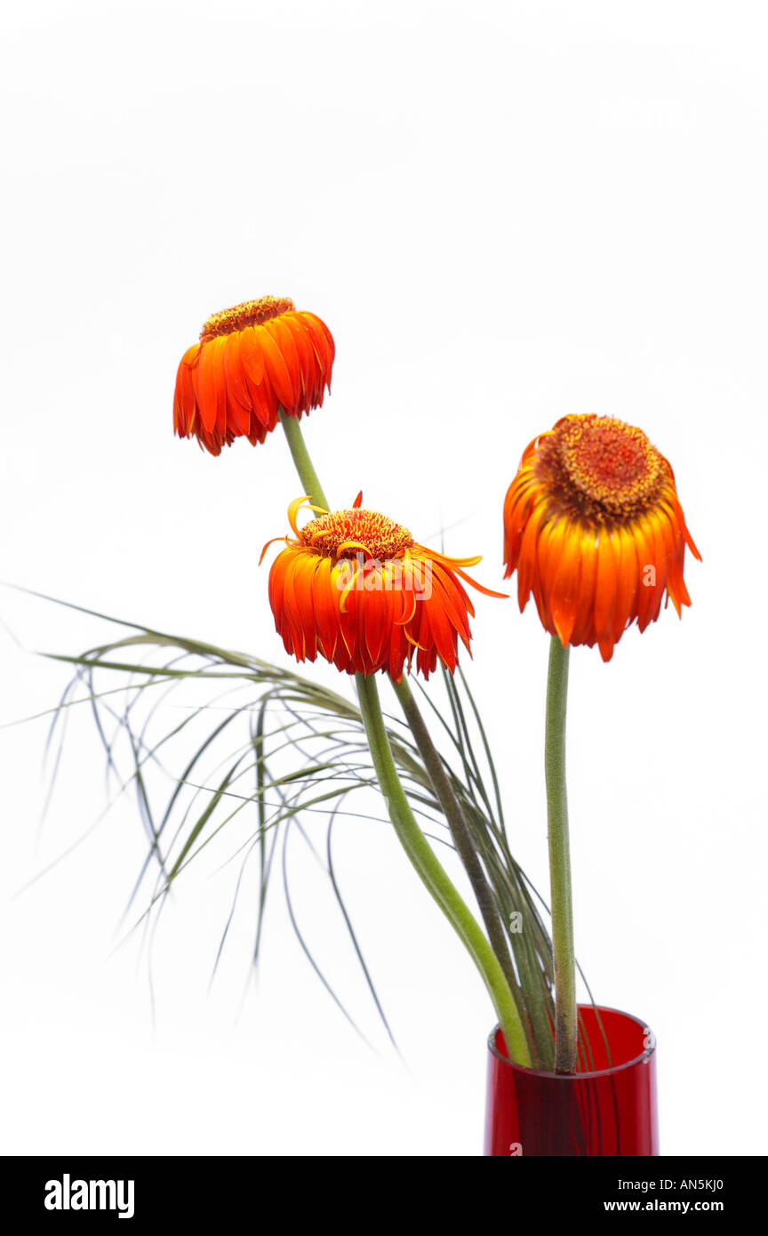 Dead flowers vase Cut Out Stock Images & Pictures - Alamy