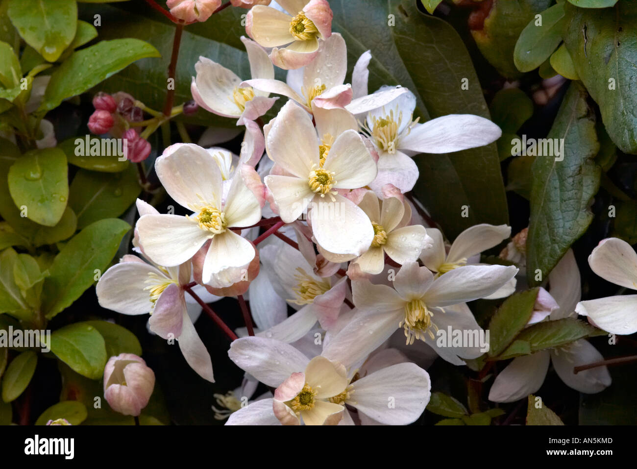 Clematis armandii flowers Stock Photo - Alamy