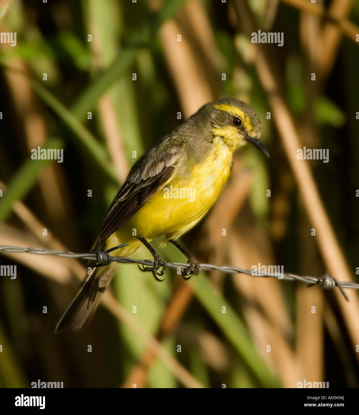 Satrapa icterophrys bird hi-res stock photography and images - Alamy