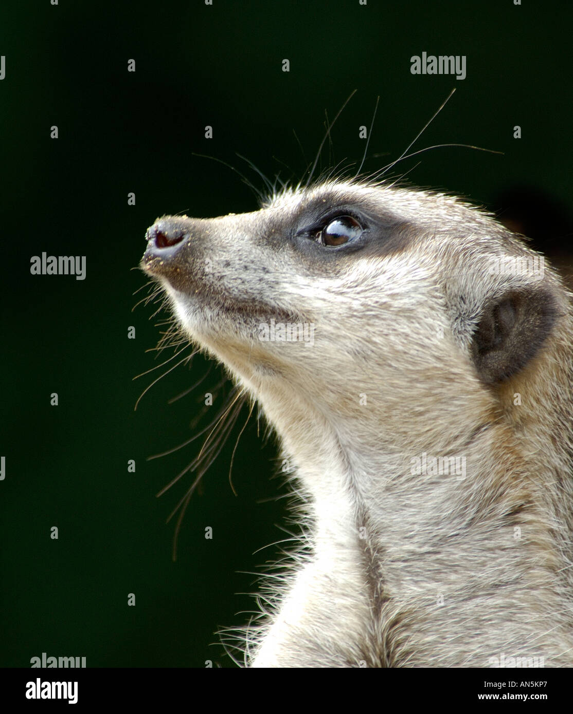 Meerkat face close up staring hi-res stock photography and images - Alamy