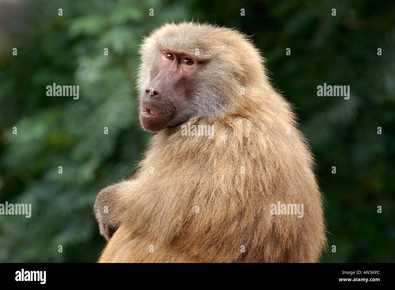 Close up head and shoulders portrait of Female Hamadryas Baboon Papio ...