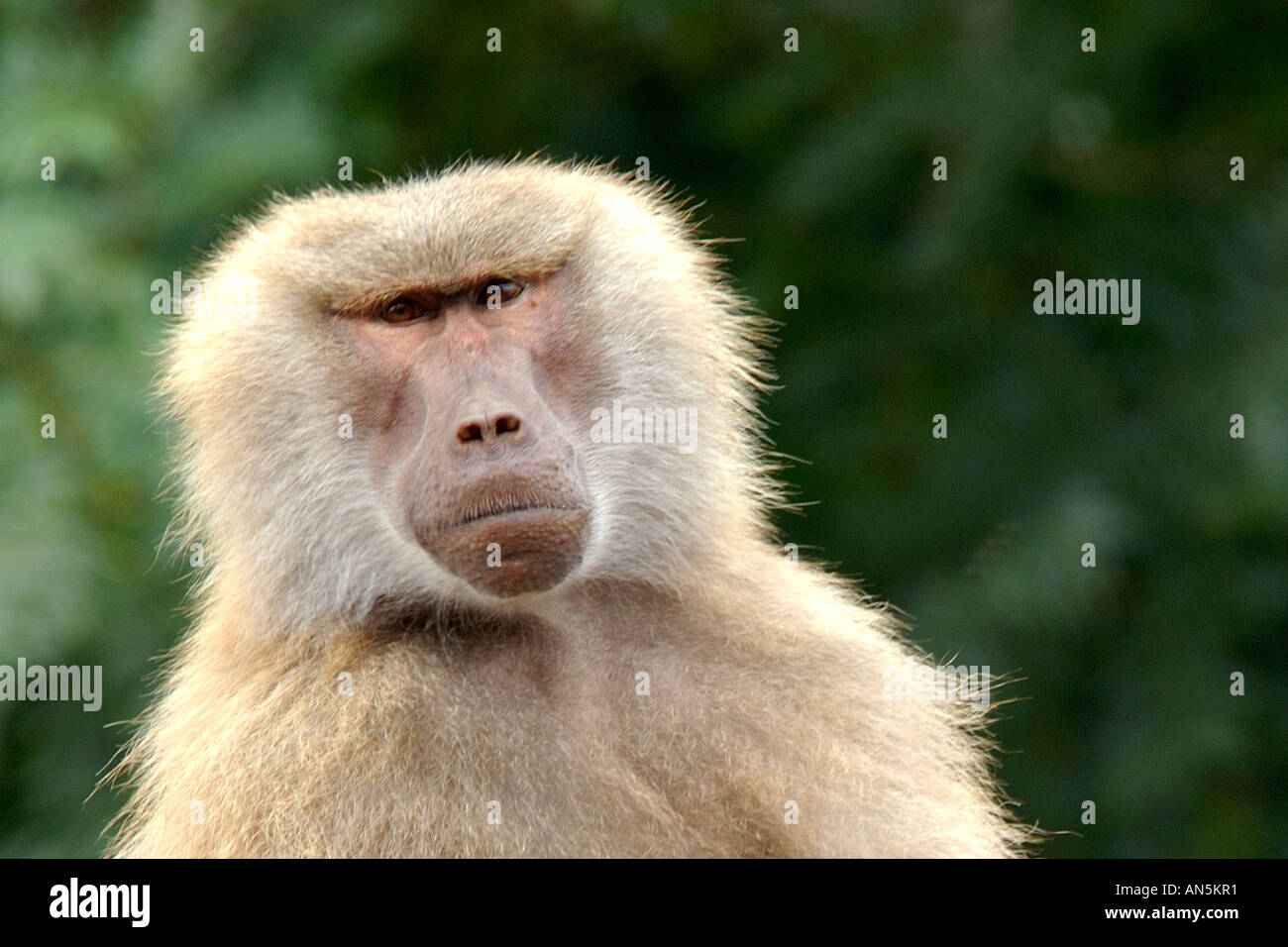 Close up head and shoulders portrait of Female Hamadryas Baboon Papio ...
