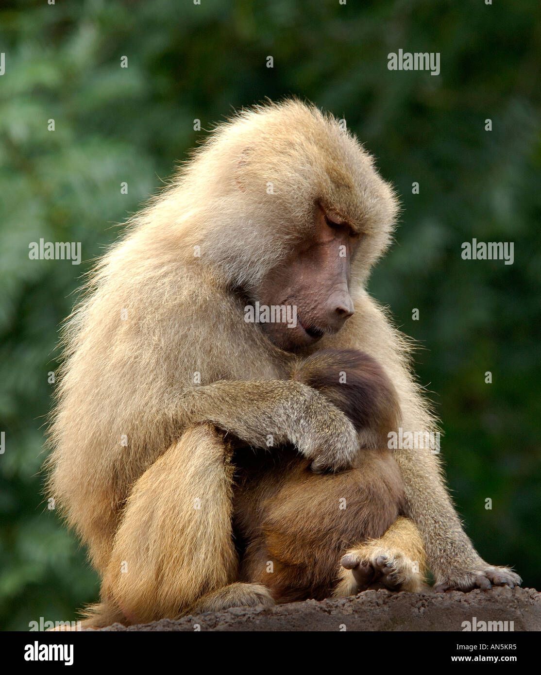 Intimate close up portrait of Female Hamadryas Baboon Papio hamadryas ...