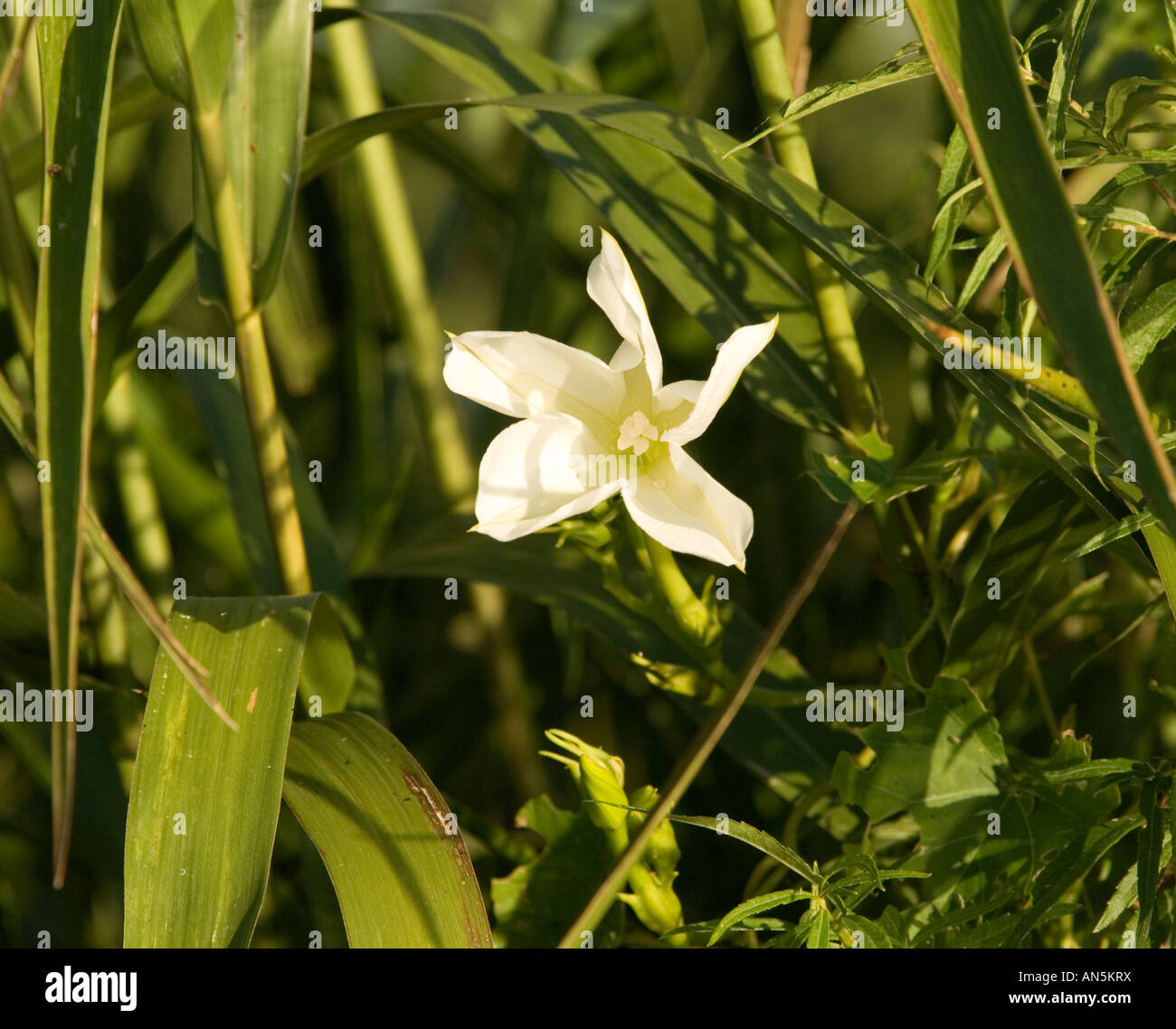 Esteros Del Ibera Argentina Stock Photo Alamy