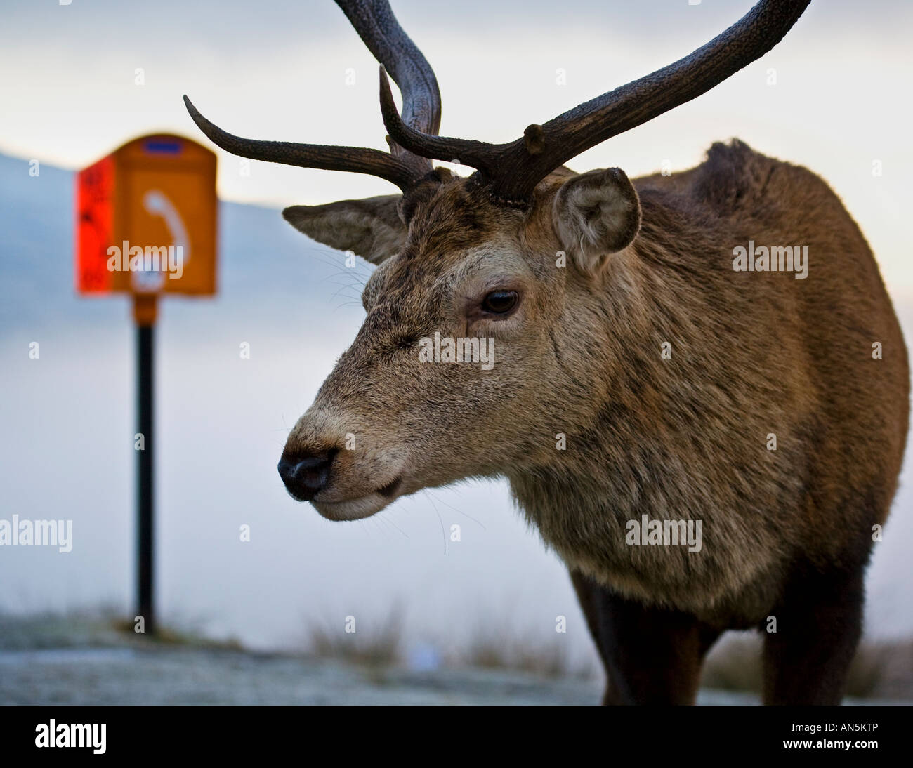 Stag road hi-res stock photography and images - Alamy