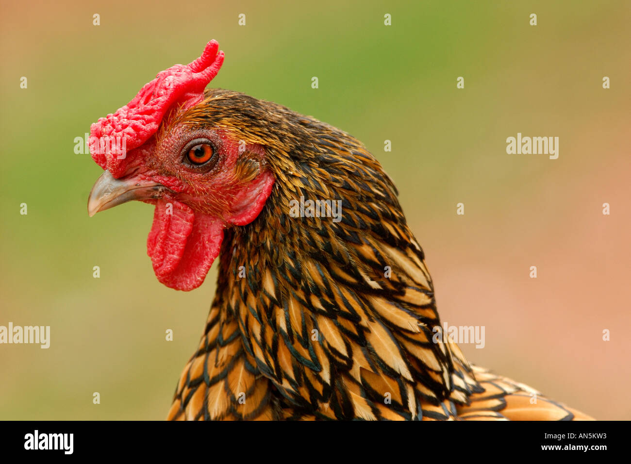 Very sharp close up head and shoulders portrait of a chicken Stock ...
