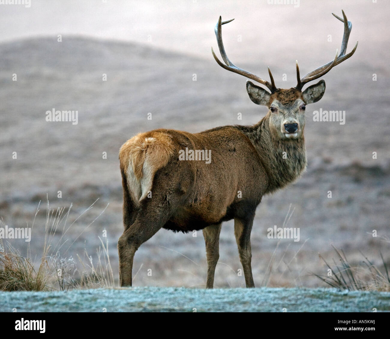 A red deer stag Cervus Elaphus on Rannoch moor in the Scottish ...