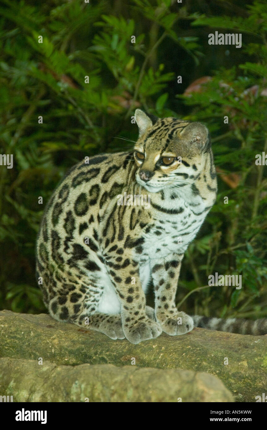 Margay hi-res stock photography and images - Alamy