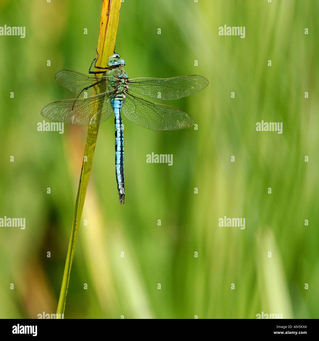 Male Emperor Dragonfly Anax junius settled on single grass stem with ...