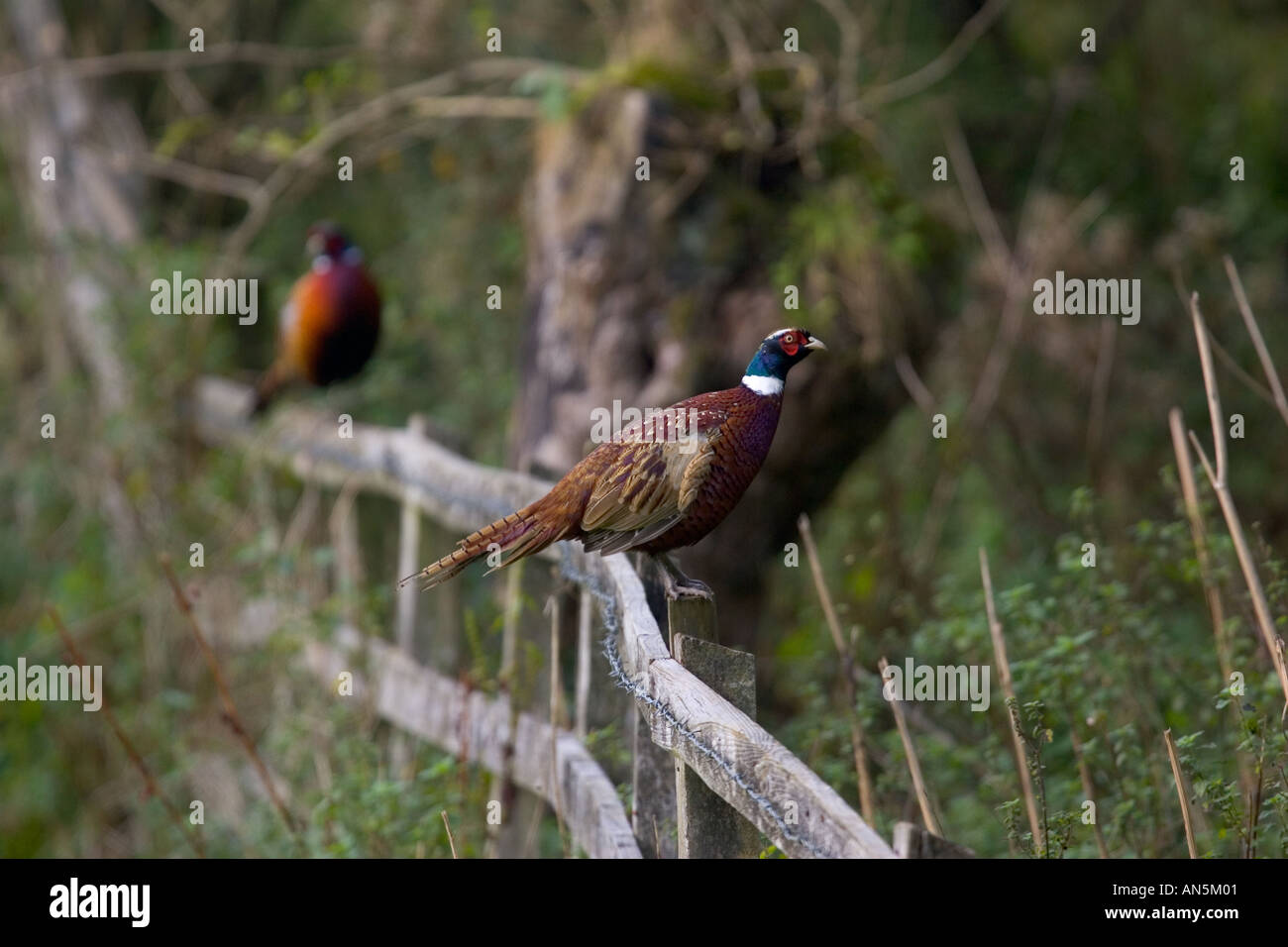 Male pheasants perched on a fence Cotswolds Oxfordshire England Stock ...