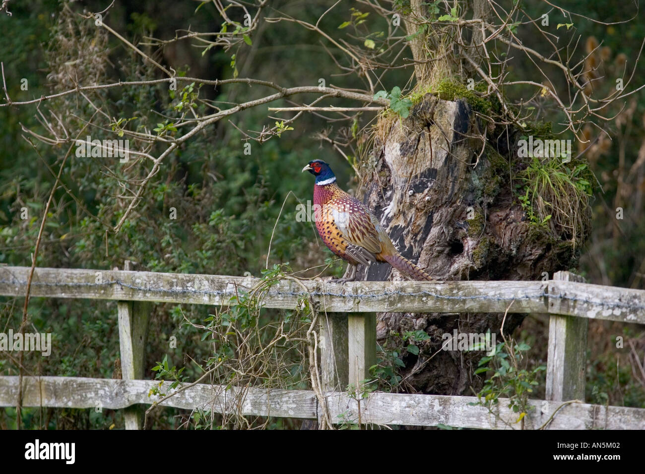 English pheasants hi-res stock photography and images - Alamy