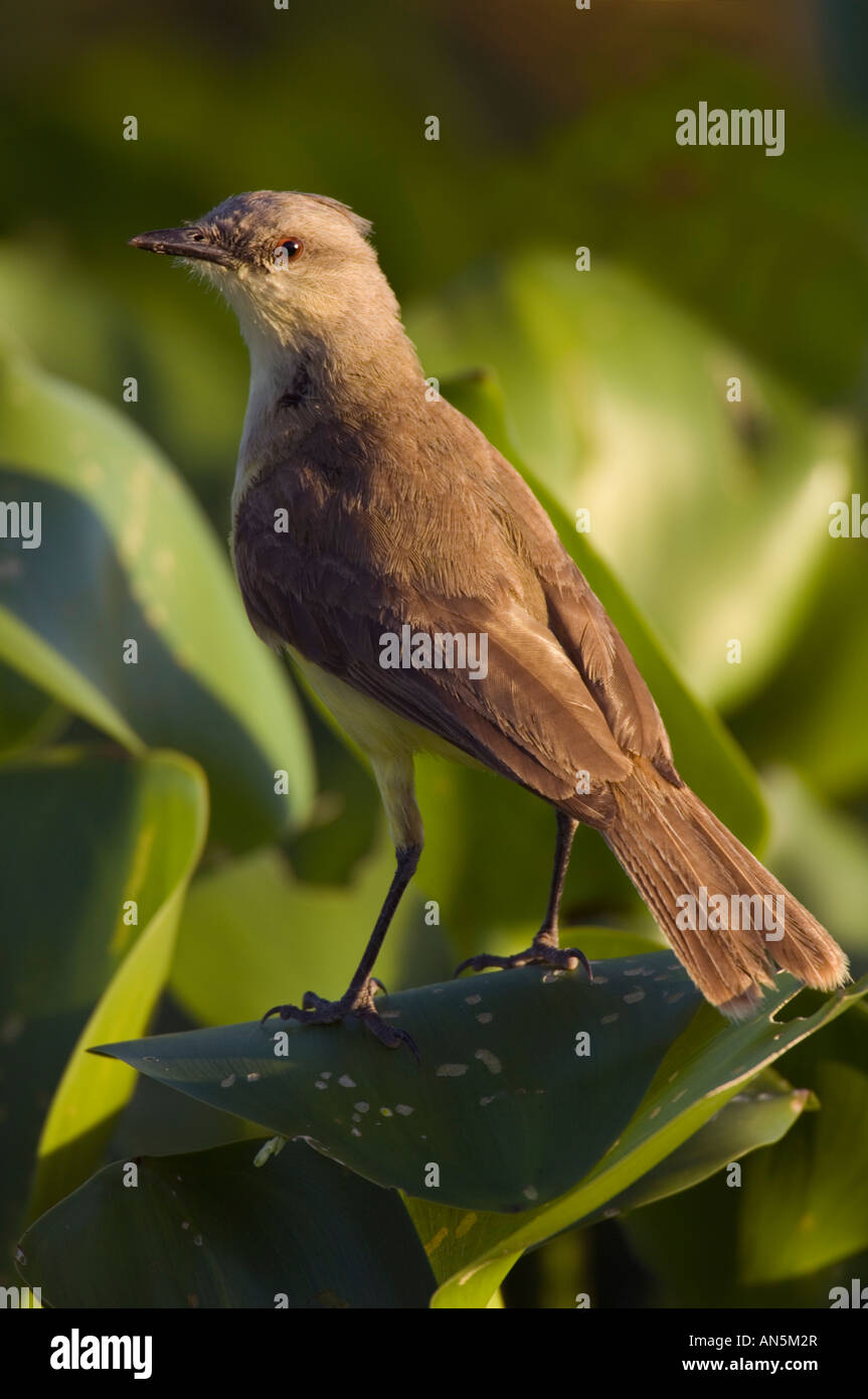 Rufous Hornero Furnarius rufus Stock Photo - Alamy