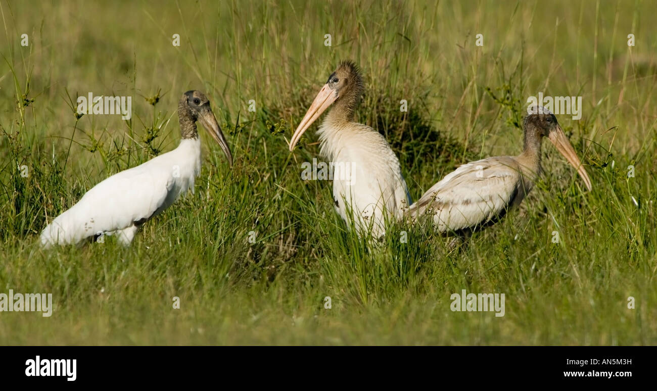 American Wood Storks Mycteria americana Stock Photo - Alamy