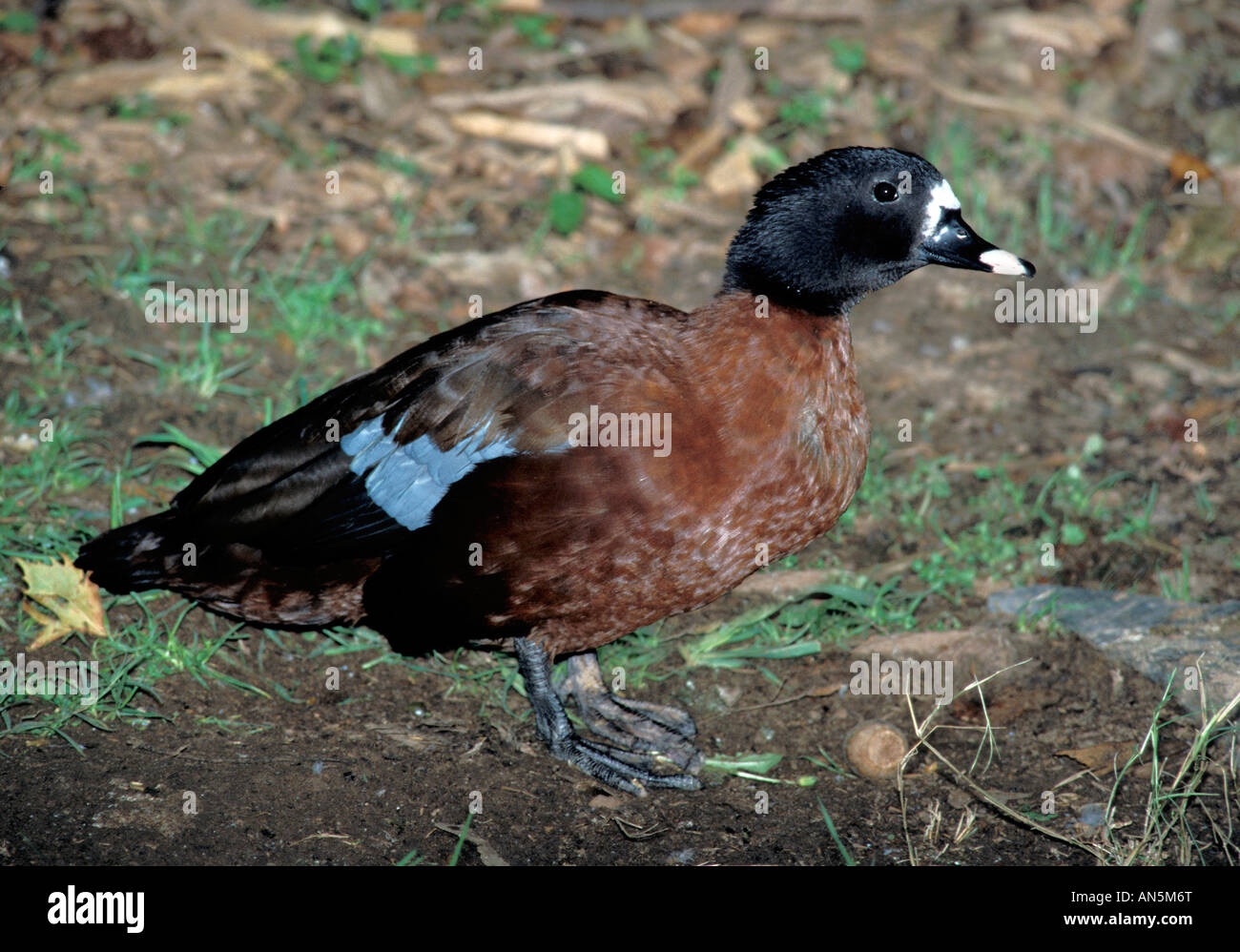 Hartlaub duck hi-res stock photography and images - Alamy