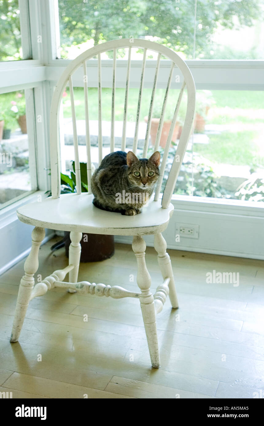 Have a cat hi-res stock photography and images - Alamy