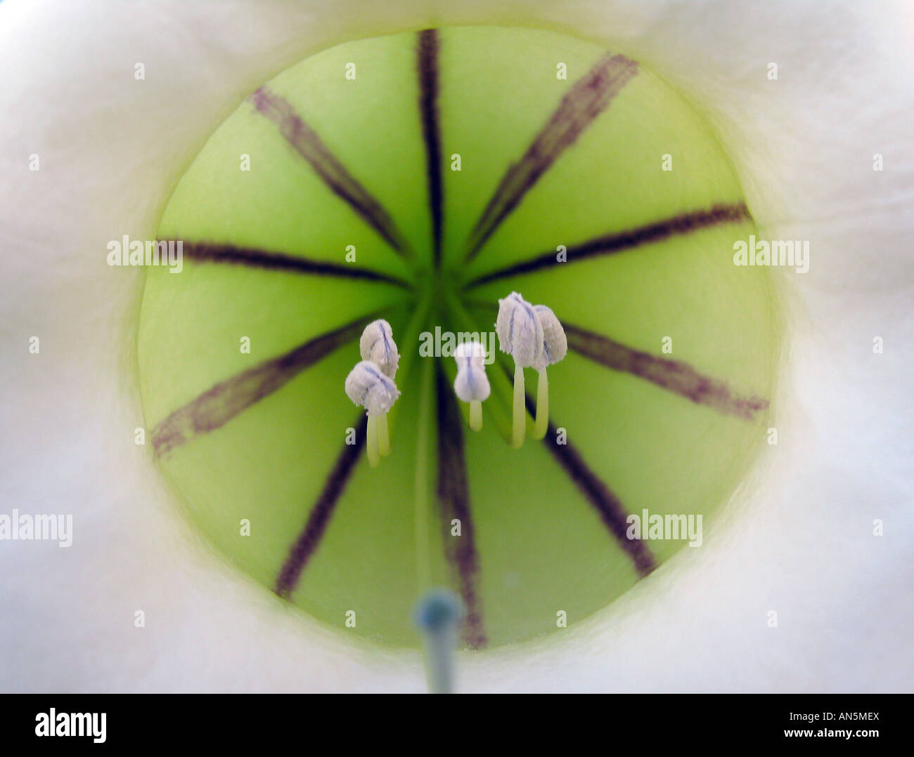Tropical flower Cup of Gold in a St. Croix garden, native to Hawaii and ...
