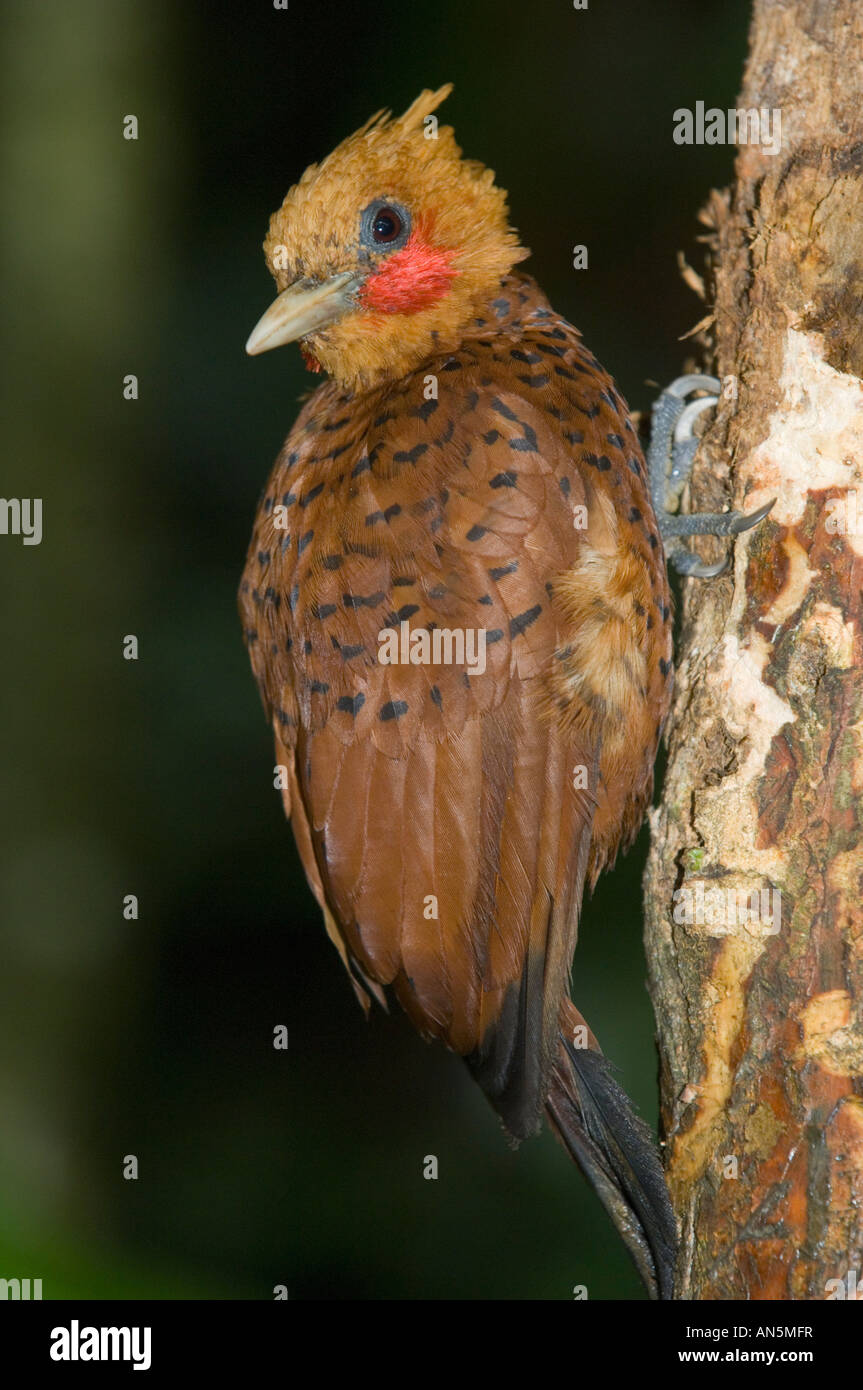Chestnut-colored Woodpecker (Celeus castaneus) La Selva Reserve, Costa ...