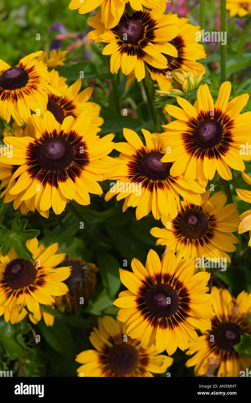 Yellow Gloriosa daisies Stock Photo - Alamy