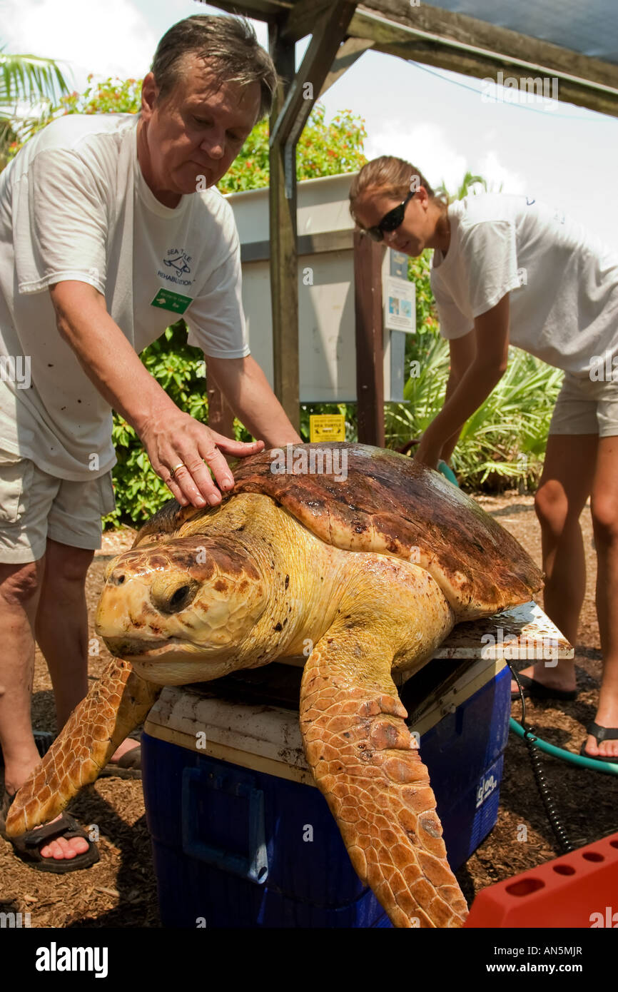loggerhead sea turtle on the scale Stock Photo - Alamy