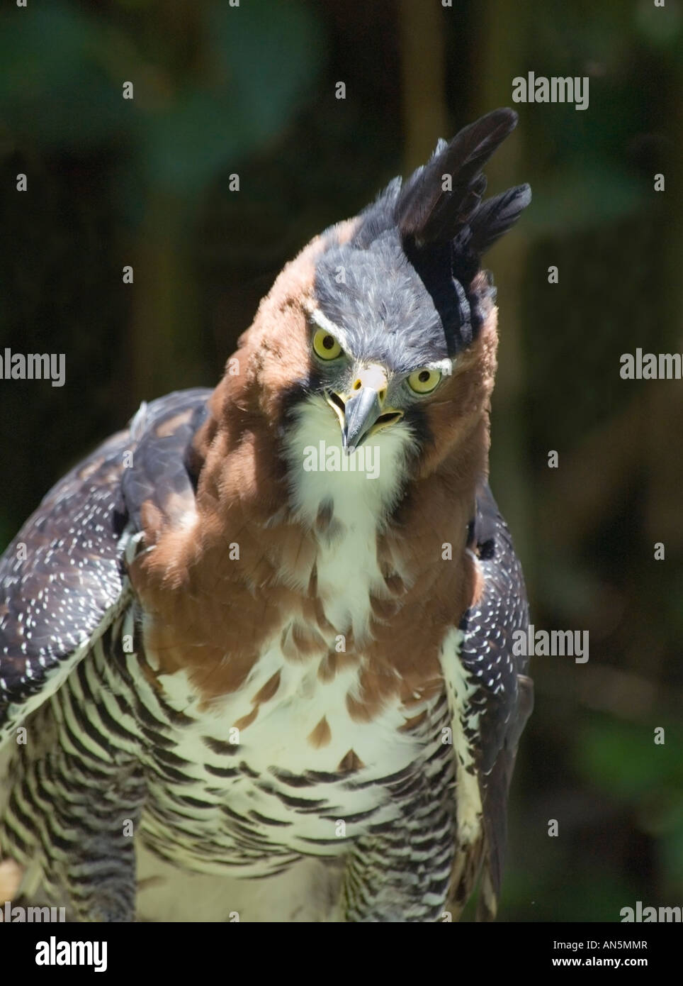 Ornate Hawk Eagle Spizaetus ornatus - Captive Stock Photo - Alamy