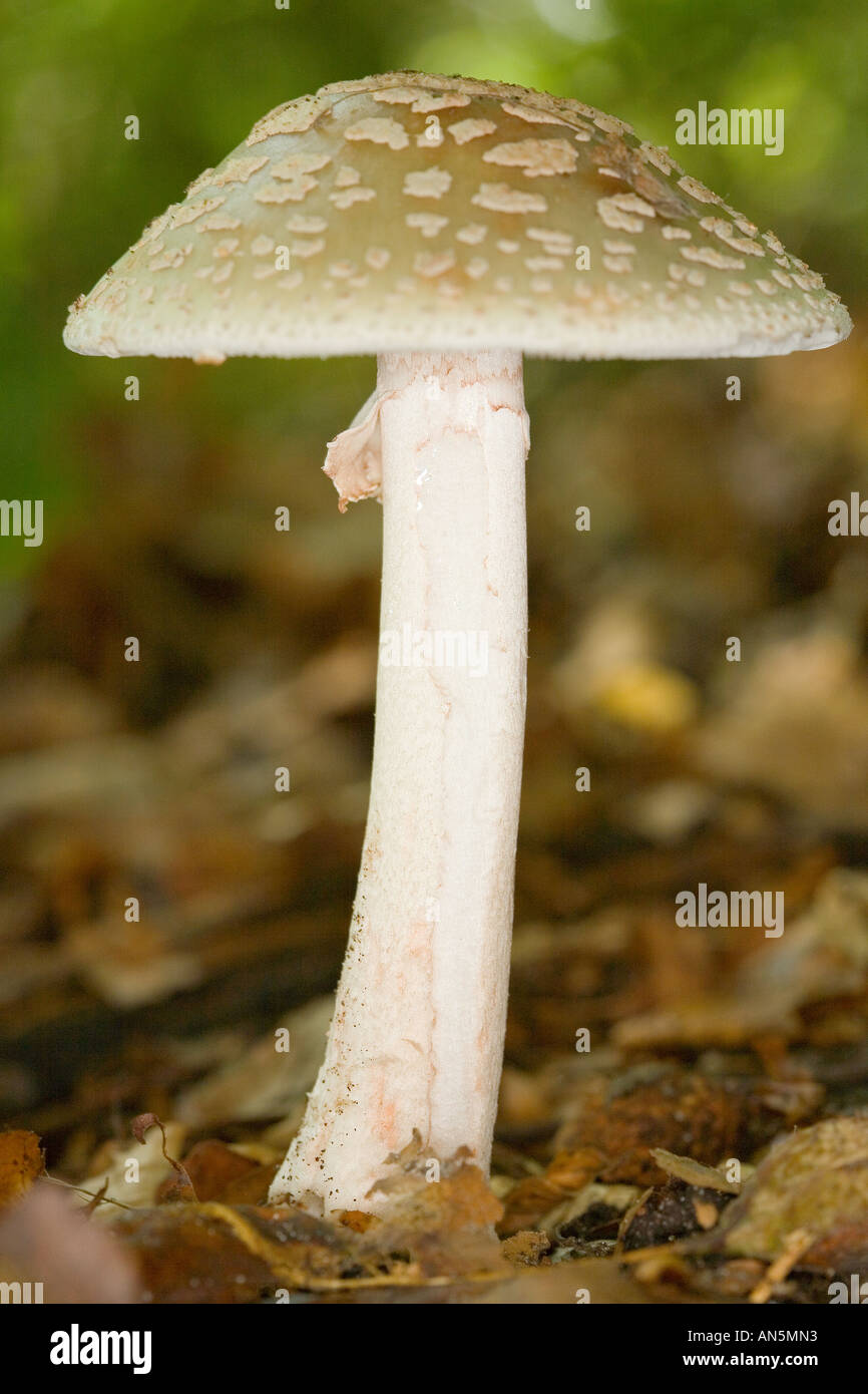 The death cap mushroom Stock Photo - Alamy