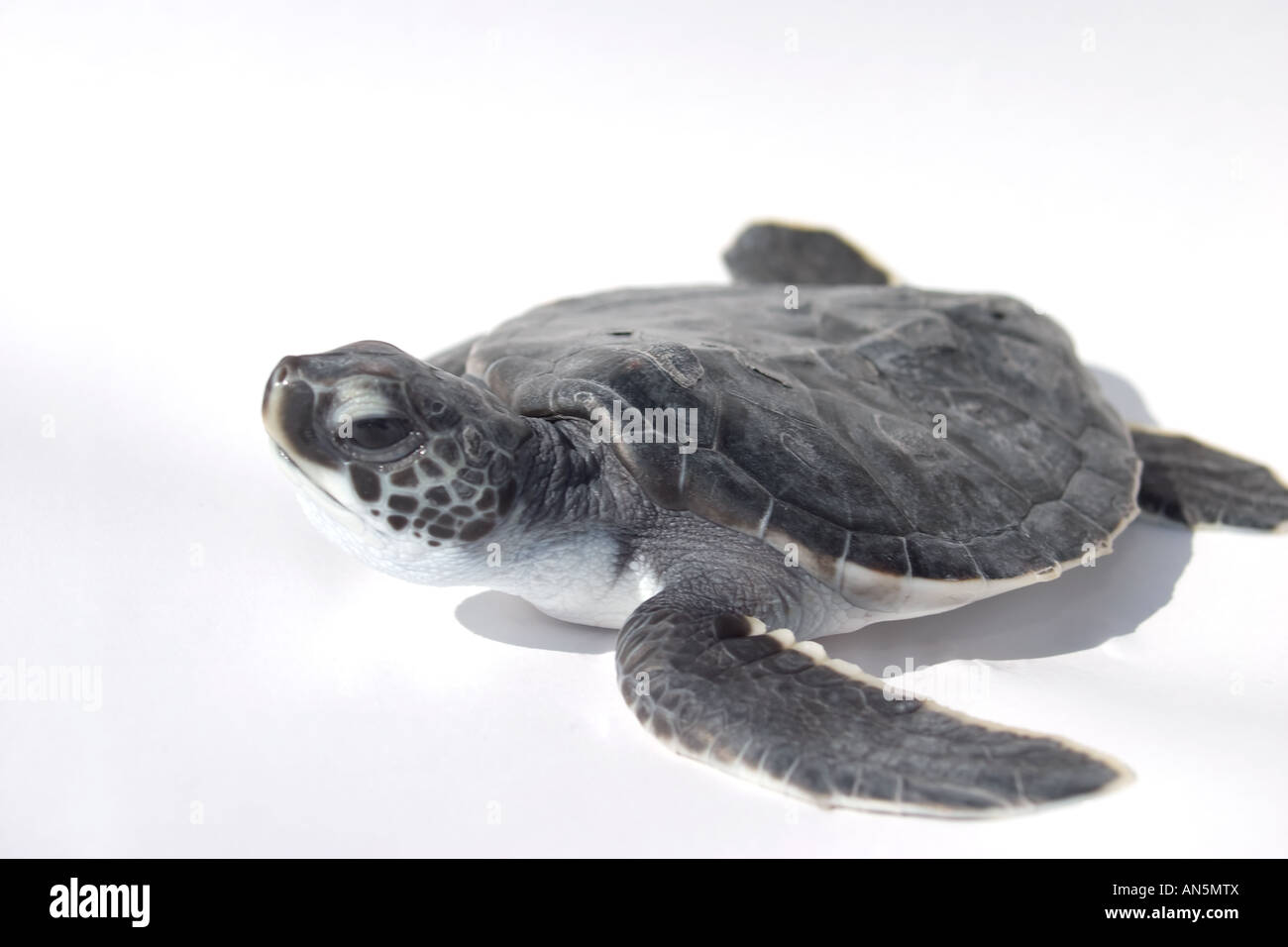Green sea turtle post hatchling Stock Photo - Alamy