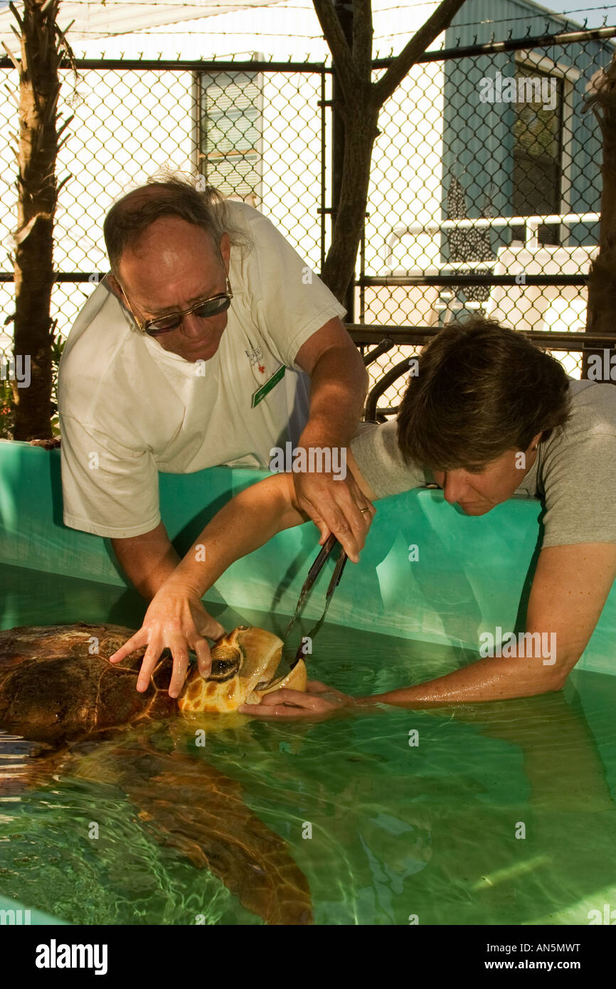 Loggerhead sea turtle being fed Stock Photo - Alamy